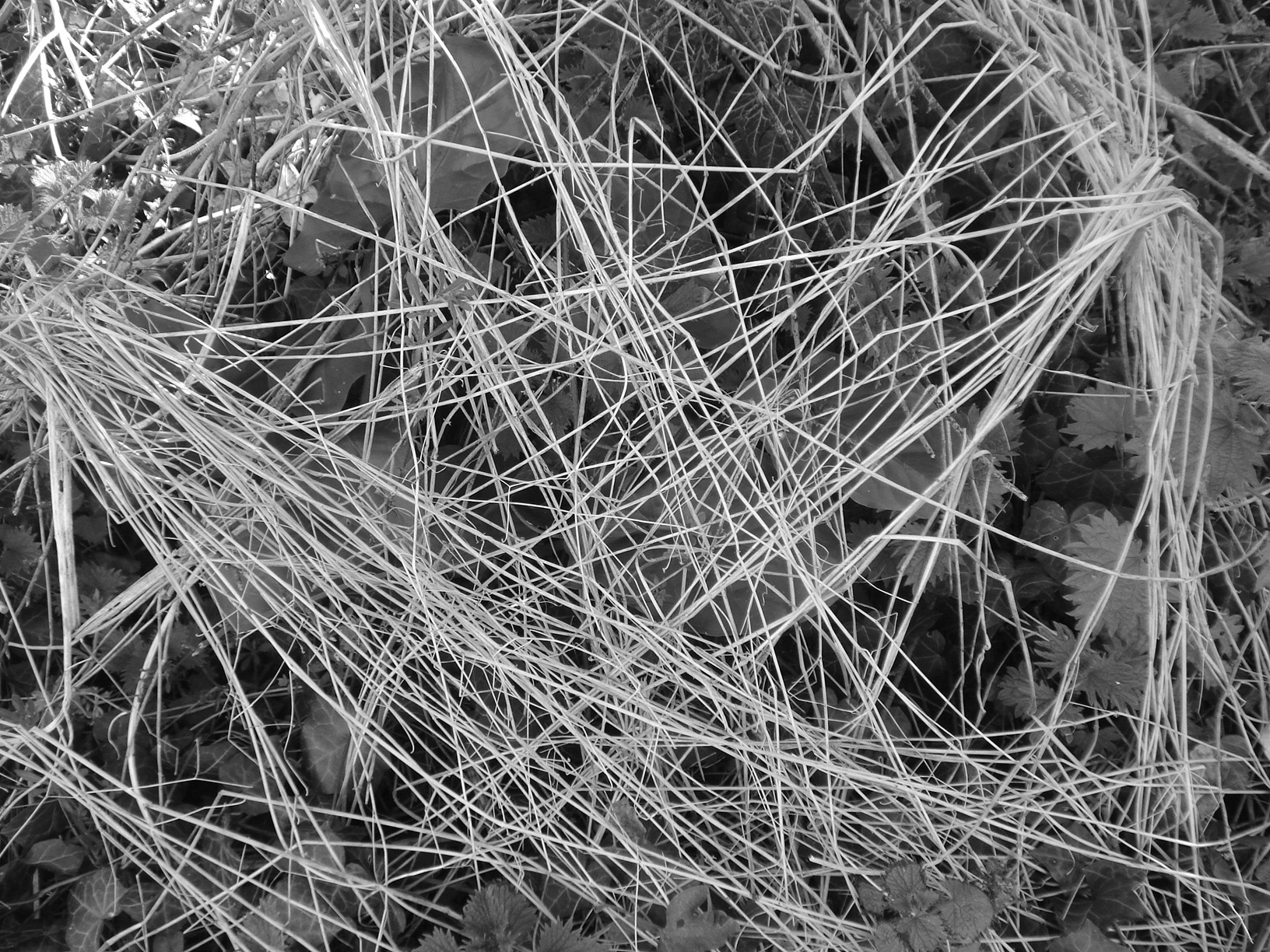 Theme 6: Chaos and pattern - Pattern & Chaos